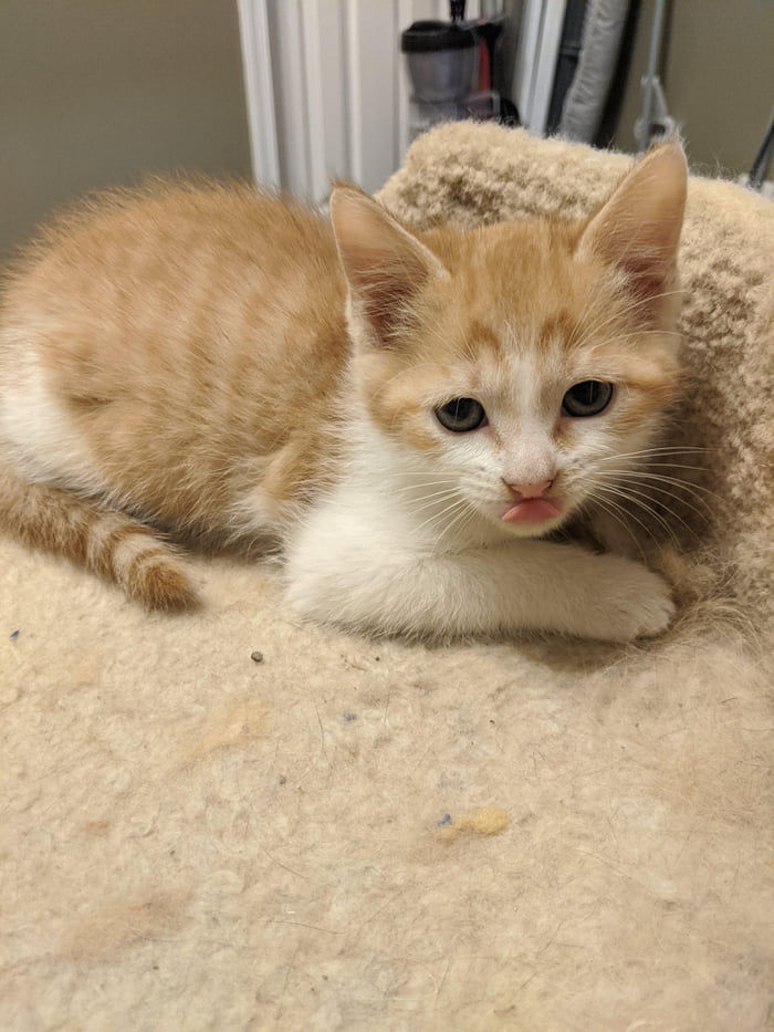 Baby's first Blep! - 9GAG