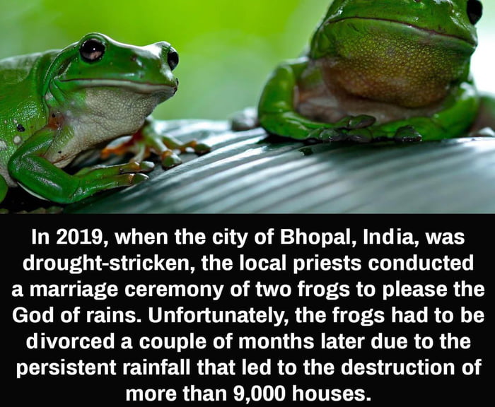 Poor frogs out there depressed and divorced - 9GAG
