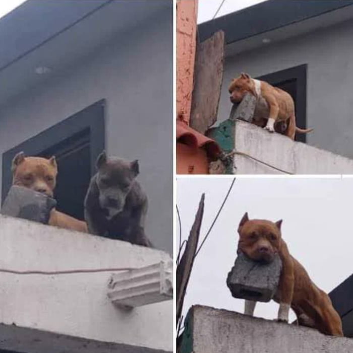 The Dog Who Threw Bricks: A Hilarious Yet Thought-Provoking Tale – New ...