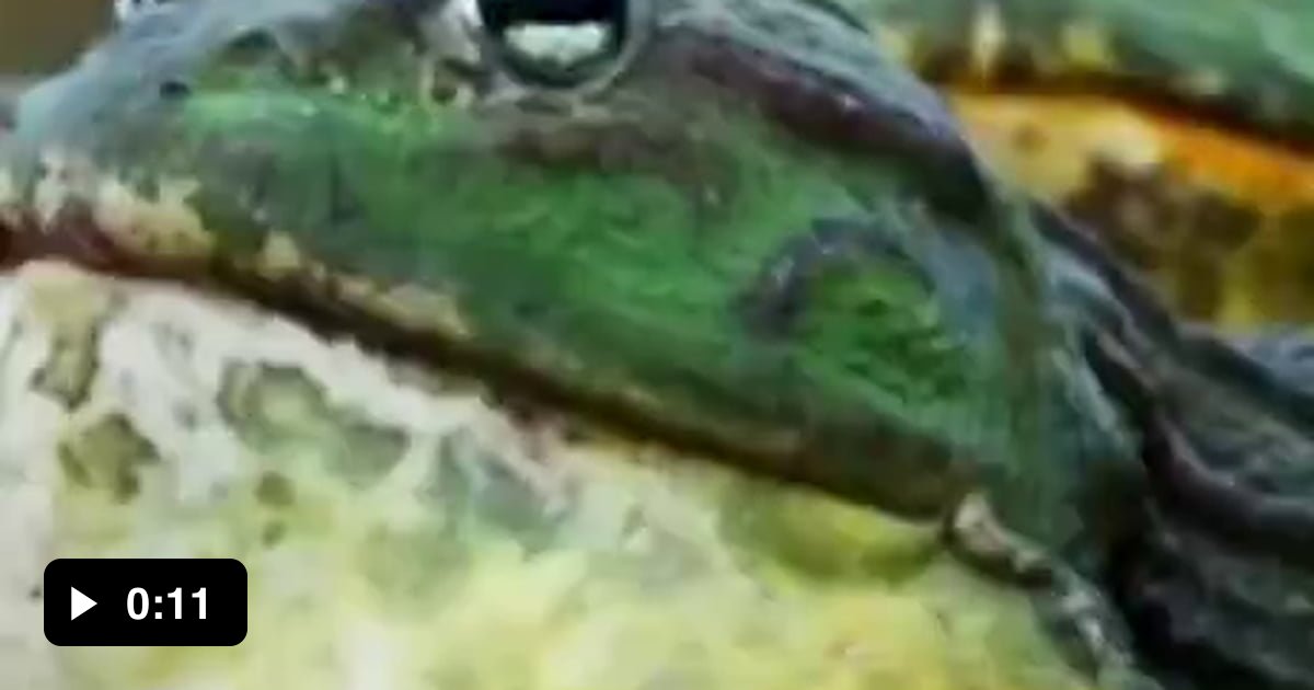 Frogs fighting - 9GAG