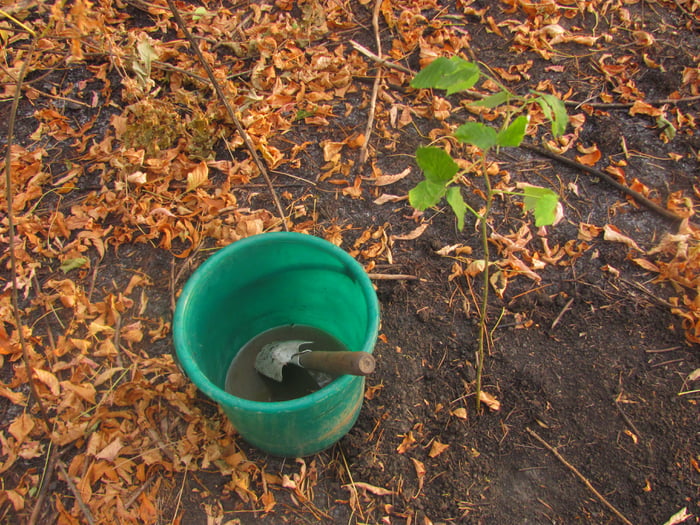 Echo activist und DTX police - modar nature dies from laugh, such green ...