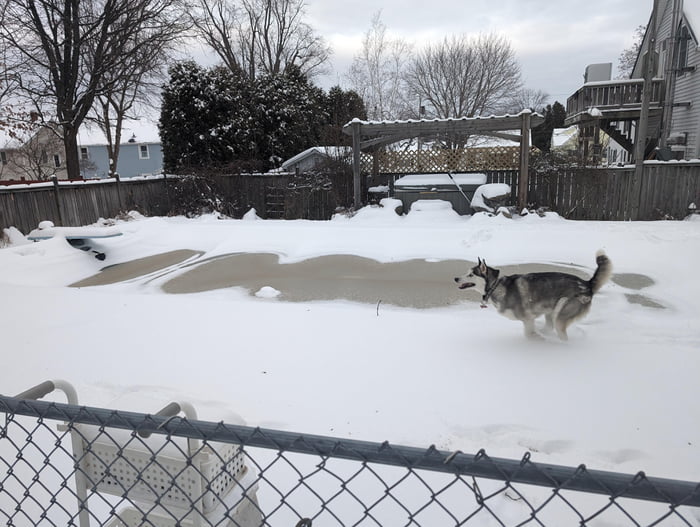 We rescued this doofus almost 3 years ago from Phoenix Arizona, this is ...