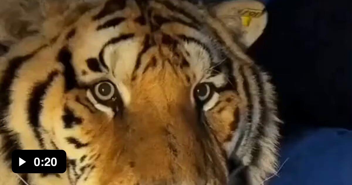 Tiger trying to figure out the camera trap - 9GAG