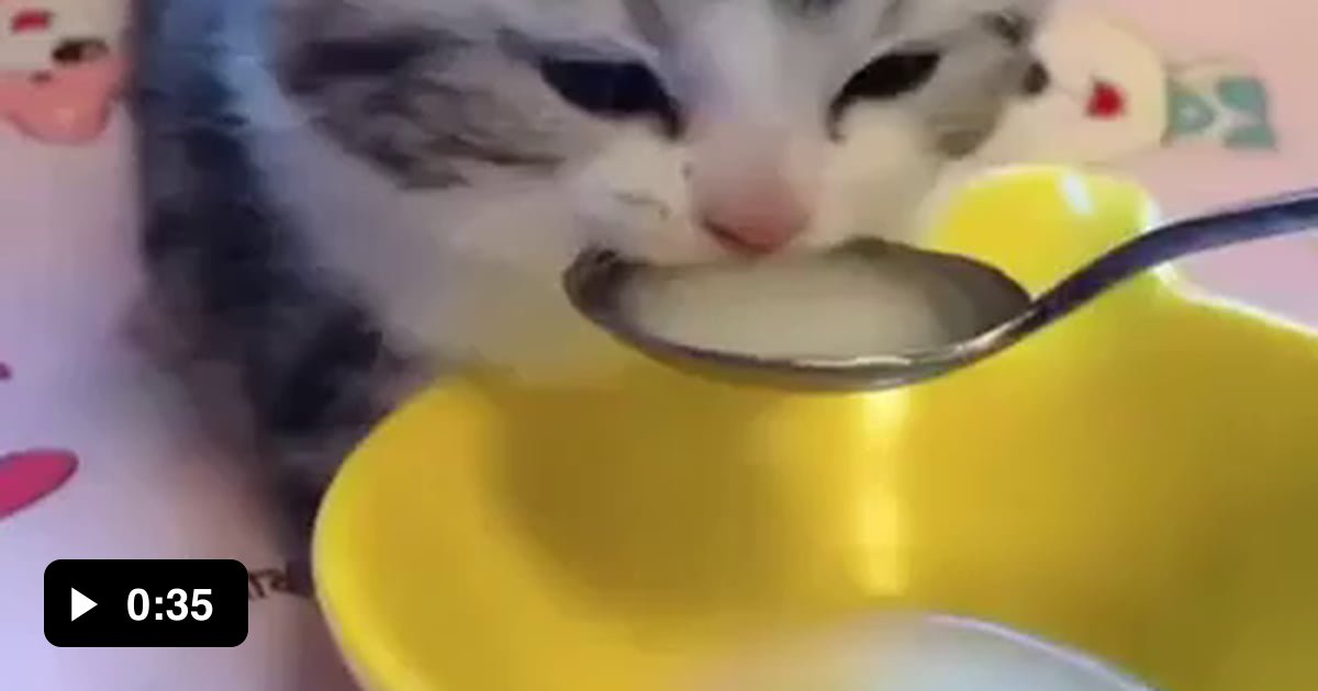 Smol fluff balls are hungry - 9GAG