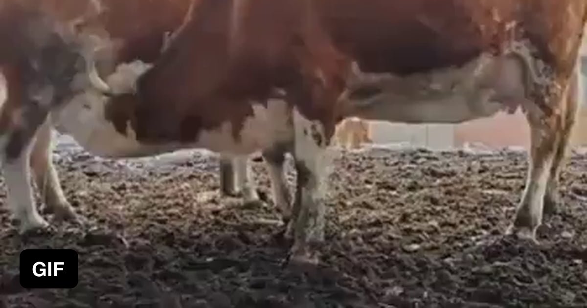 Is that considered as 69...or 96..donno But, these two cows are nutss ...