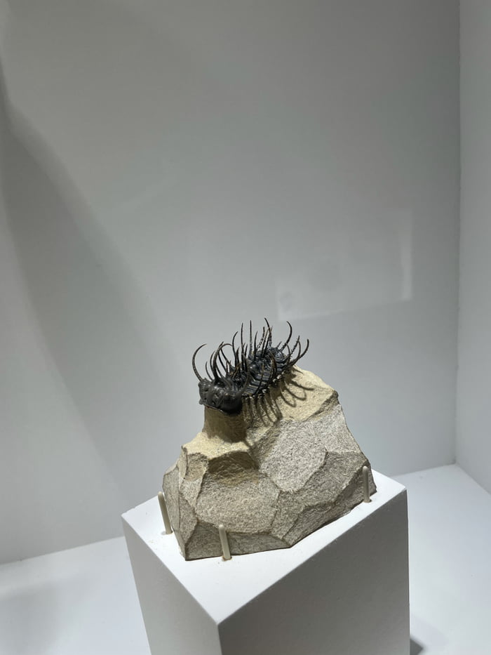 Here is a spiky Trilobite who definitely did not want to get predated ...