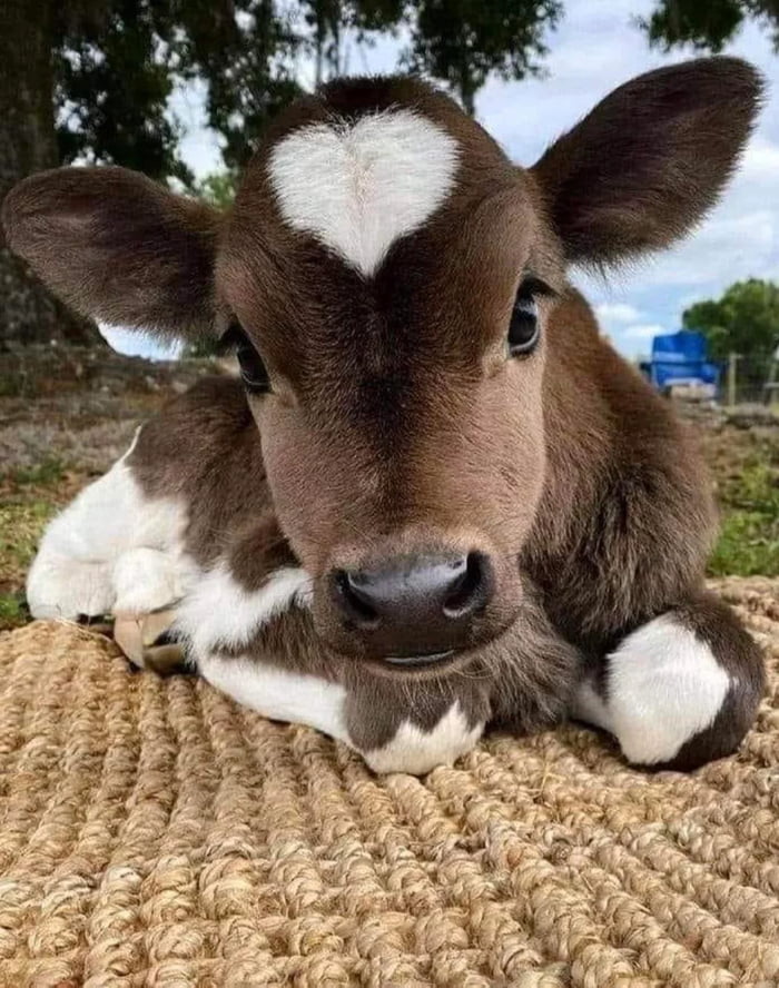 This calf with heart shaped patch - 9GAG