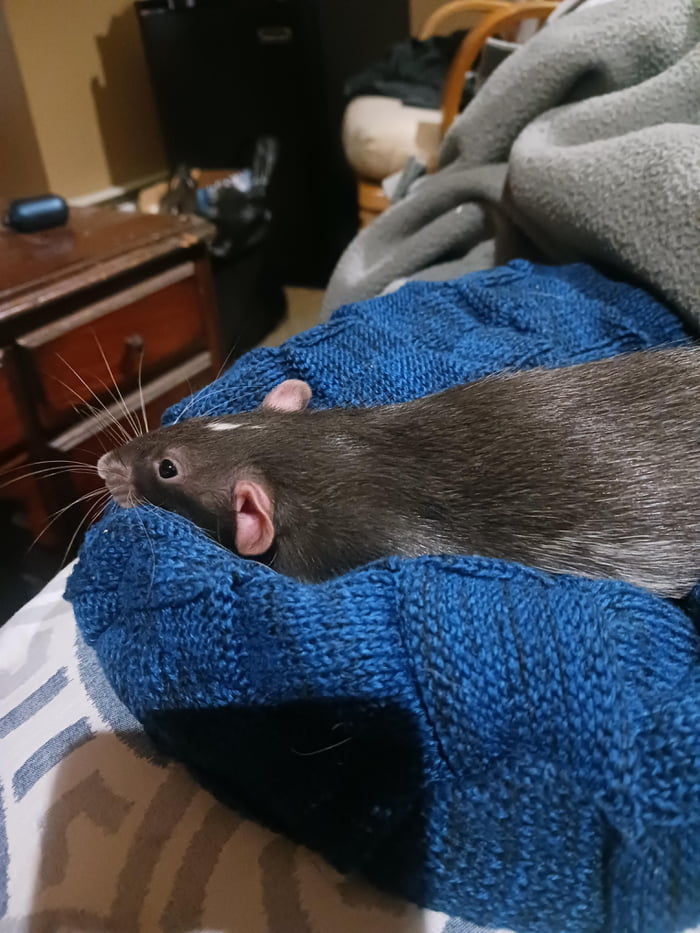 Rats can be cute too - 9GAG