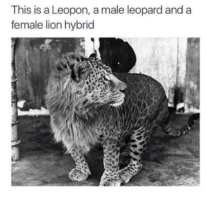 Leopon Lion Leopard Hybrid