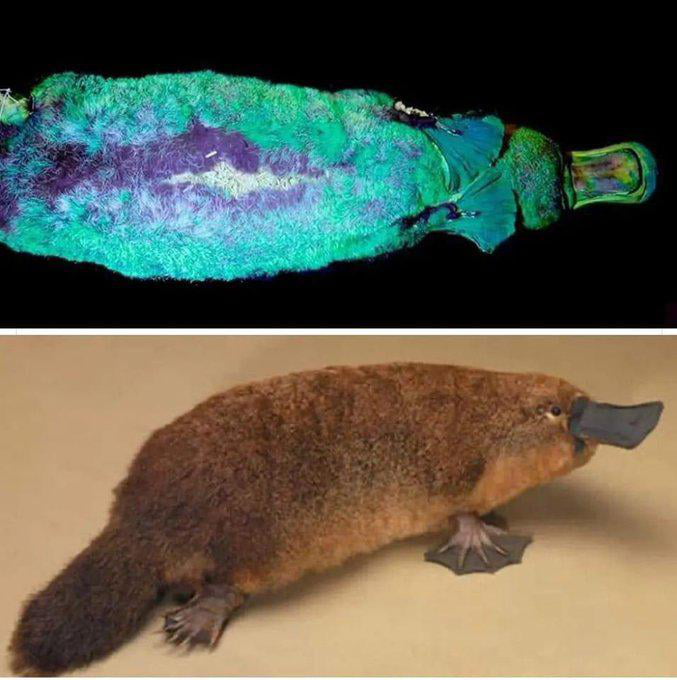 The platypus is possibly the weirdest animal: it's a mammal but lays ...