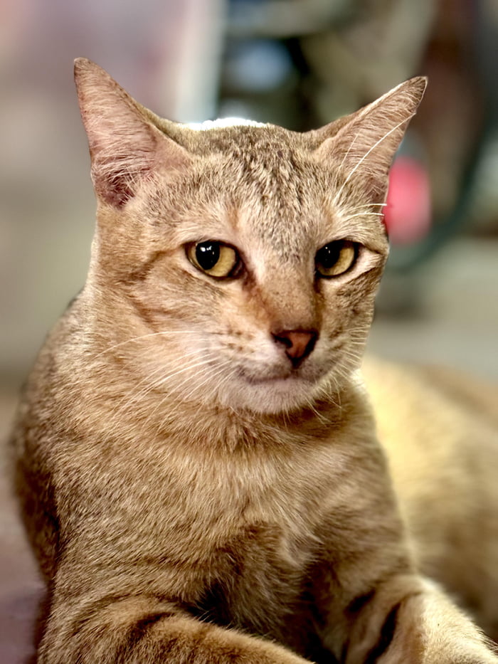 Mengmeng:the :3 smiling cat - 9GAG