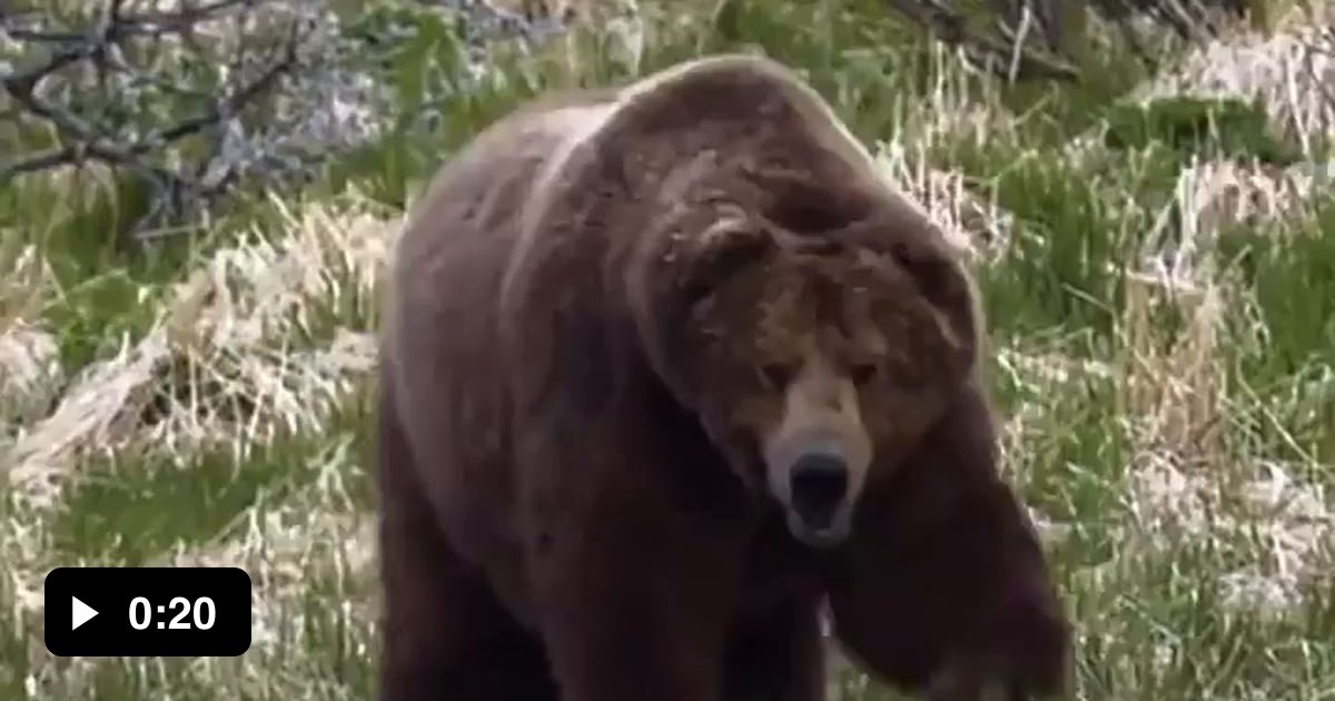 Massive grizzly bear - 9GAG