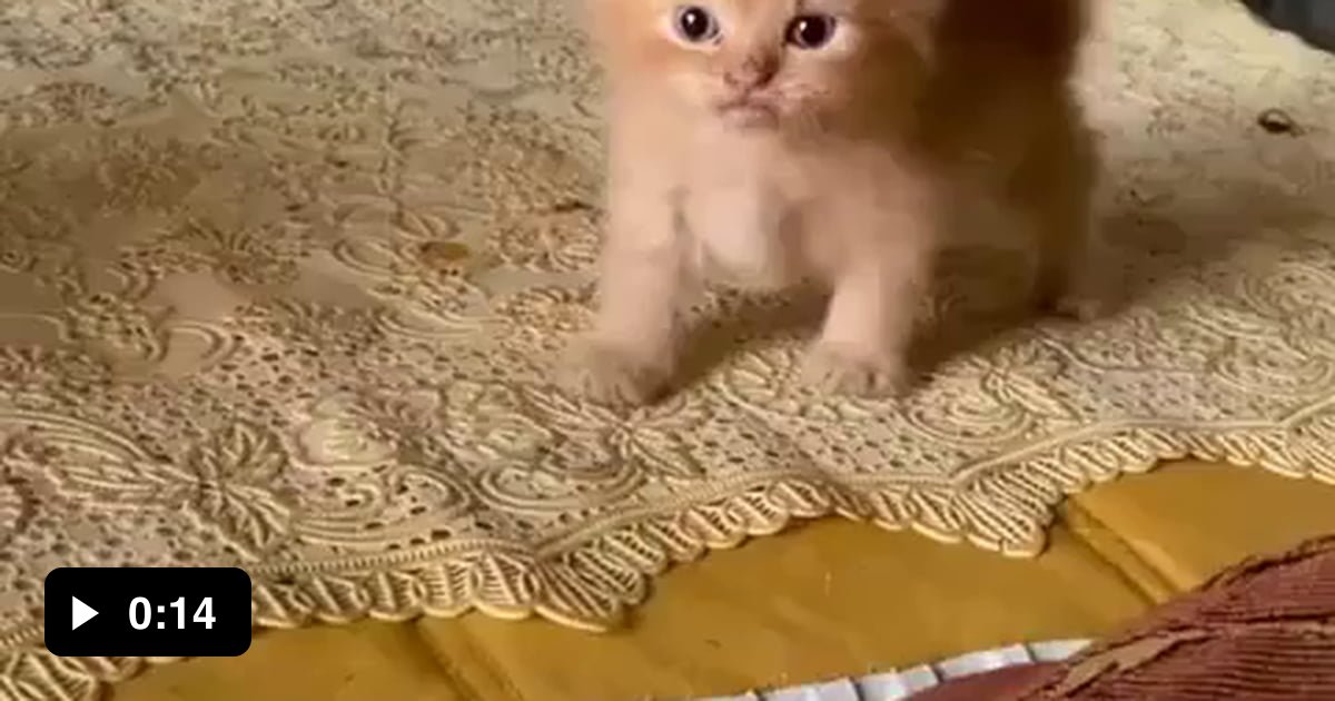 Smol and very angry - 9GAG