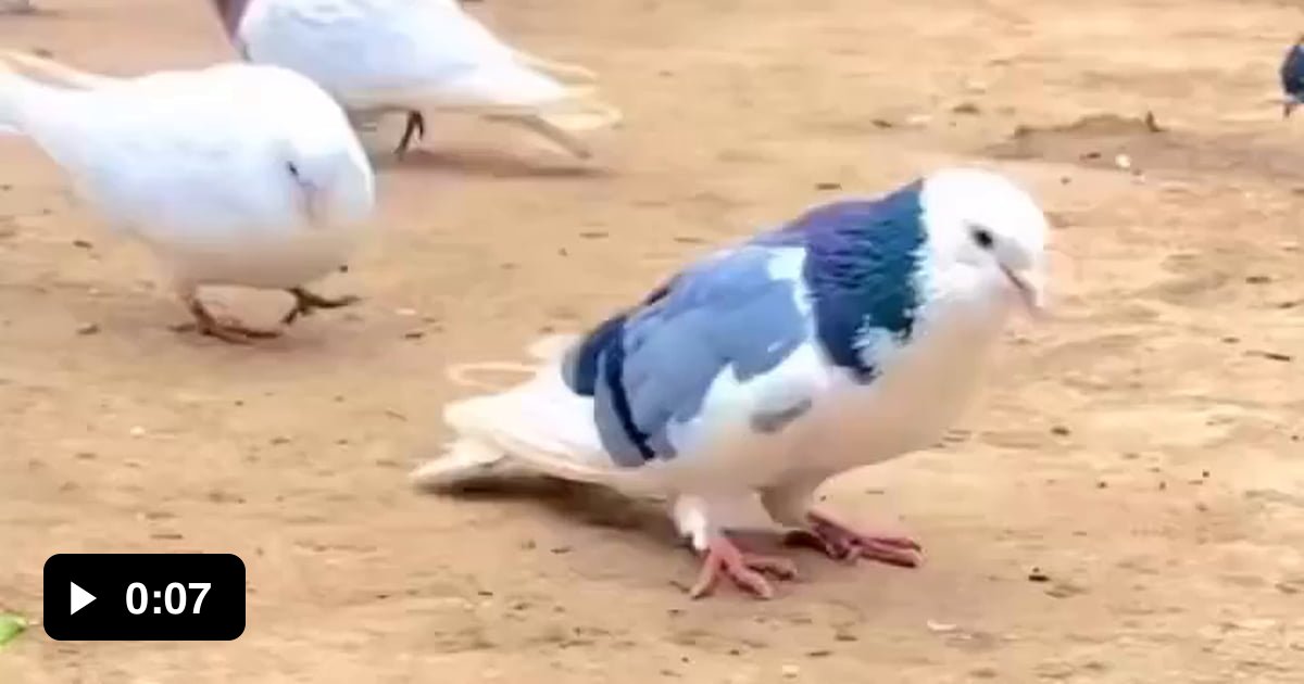 Pigeon doing three backflips - 9GAG