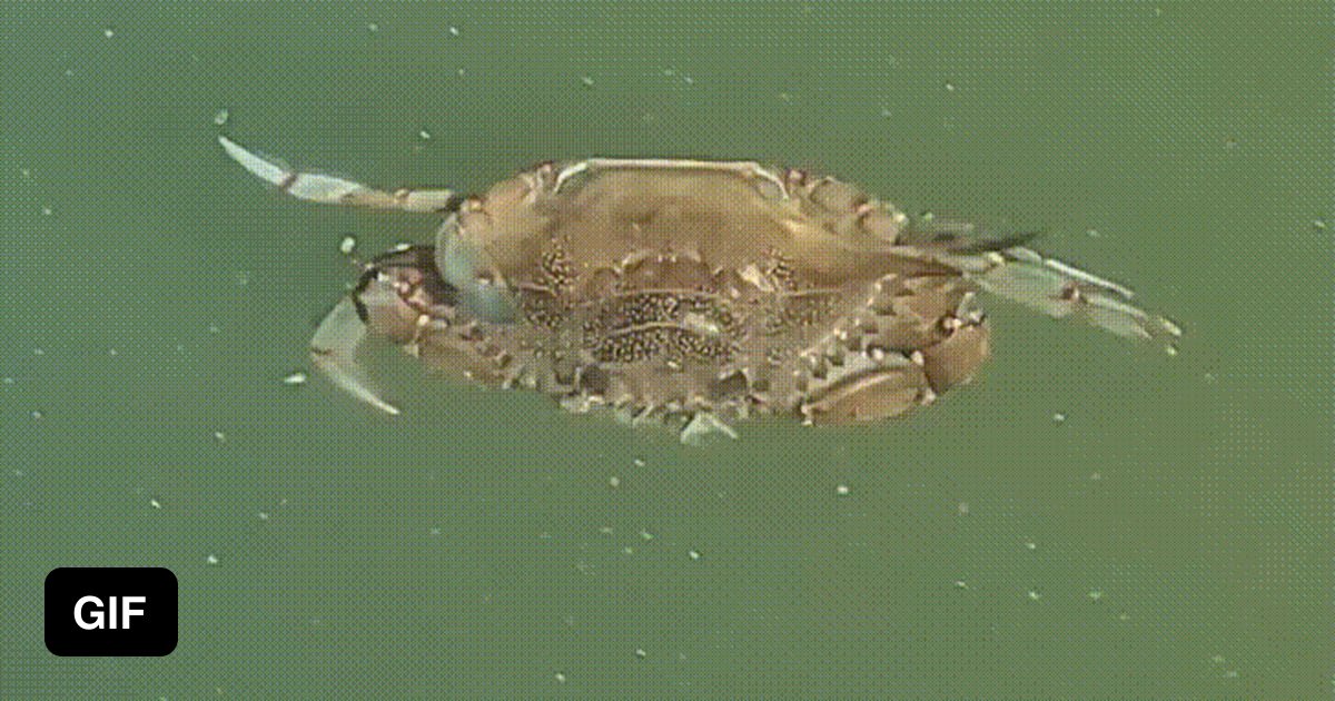 Smimming Crab - 9GAG