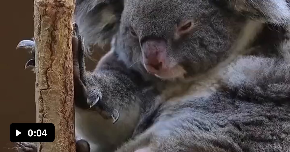 Baby Koala wants to have a look too.. - 9GAG