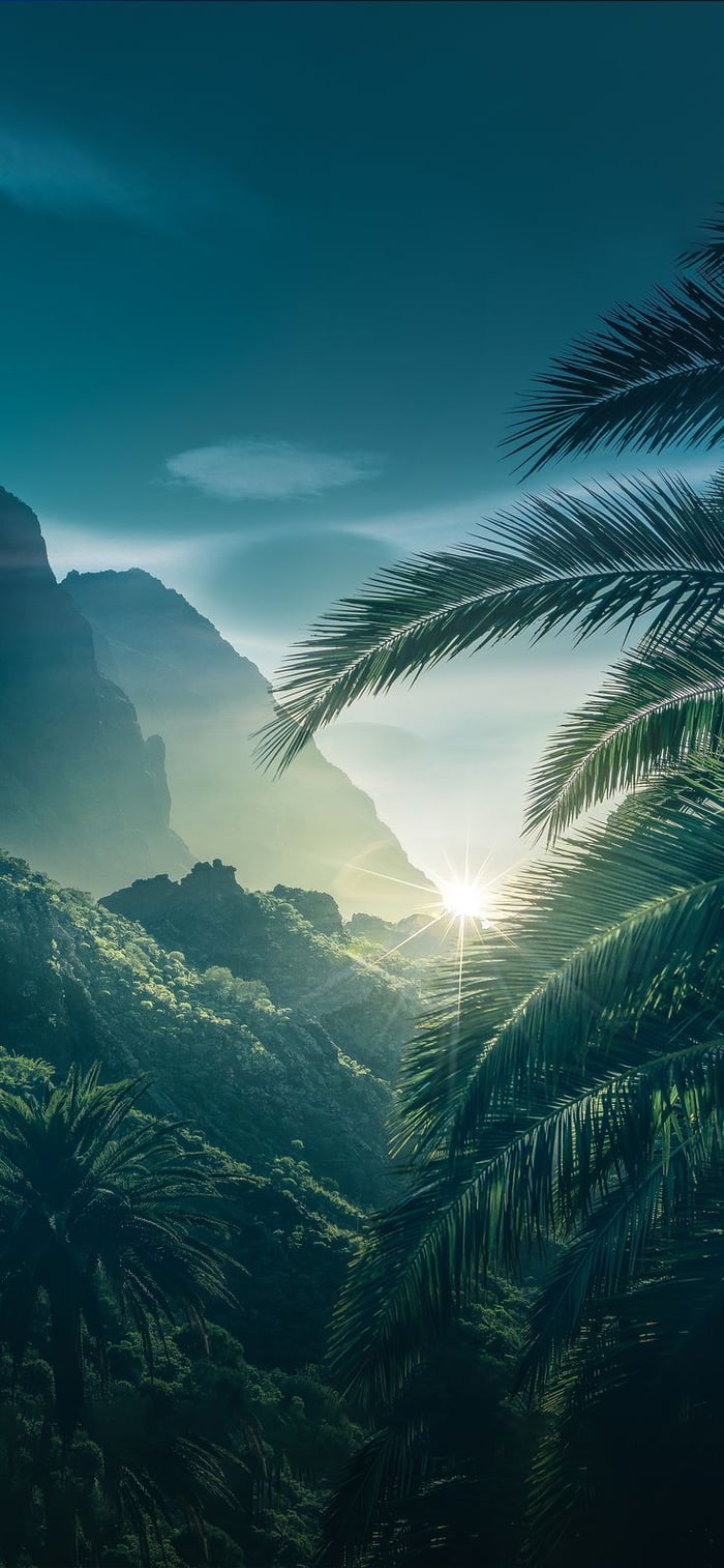 Sunlight in the Forest! - 9GAG