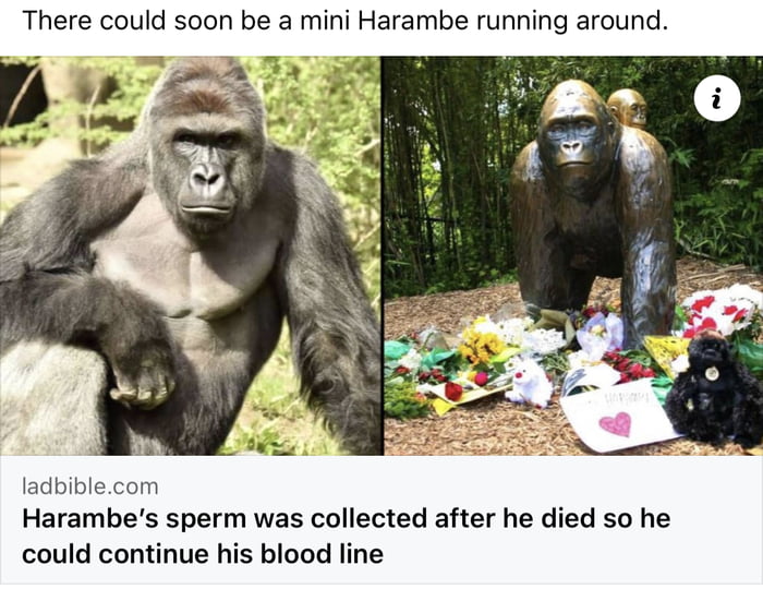 Harambe 4eva - 9GAG