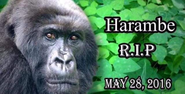 The day it began. RIP Harambe - 9GAG