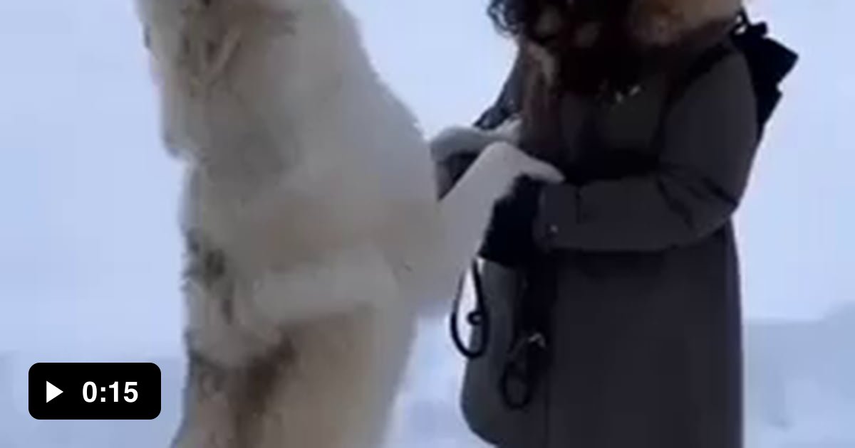 Howling with a gigantic white wolf - 9GAG