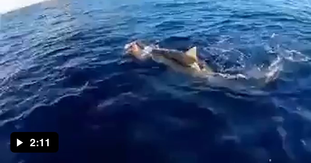 Incredible moment captured on video as a shark takes an injured sea ...