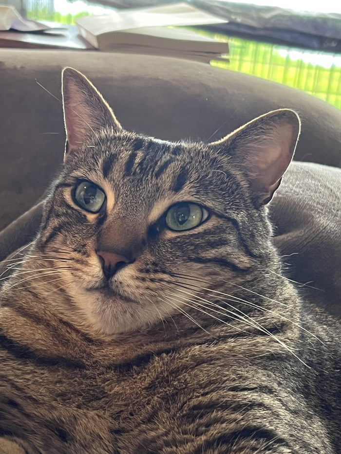 Double chin cat - 9GAG