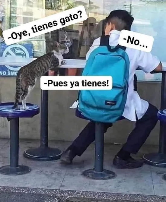 Así llegó el gato que vive en mi patio - 9GAG