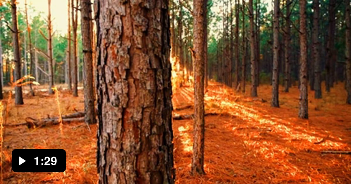 Good Timber ~ Douglas Malloch - 9GAG