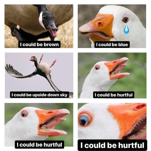 Fear the geese - 9GAG