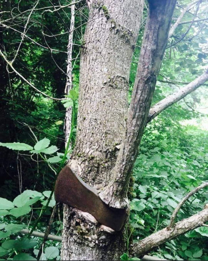 An axe growing its own handle. - 9GAG