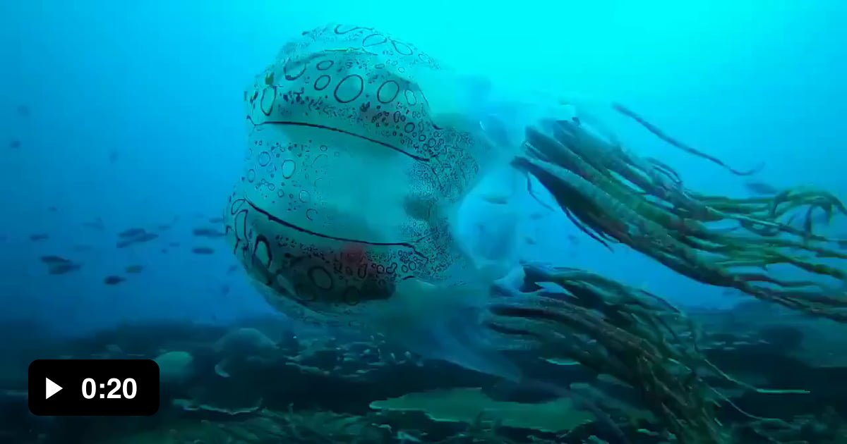 One of the rarest animal sightings in the world: chirodectes maculatus ...