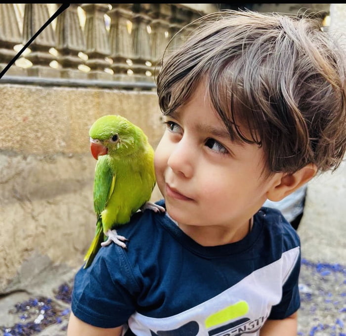 Gaza || Osama and his bird were killed by occupation forces,along with ...