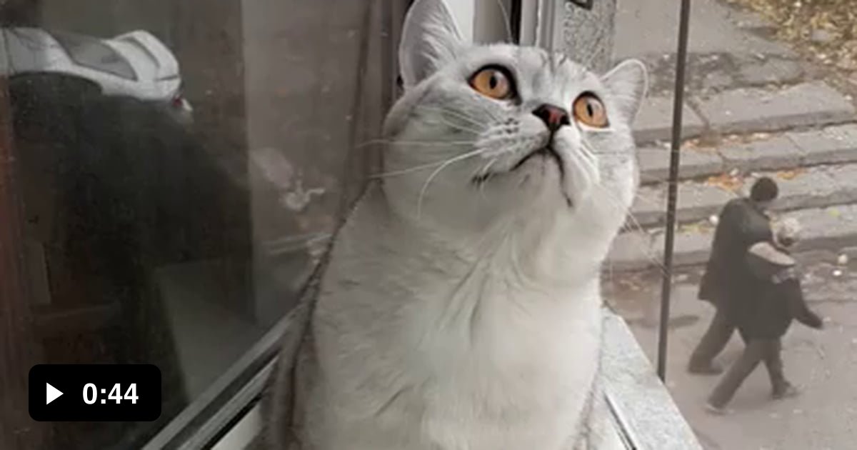 Focused cat is focused - 9GAG