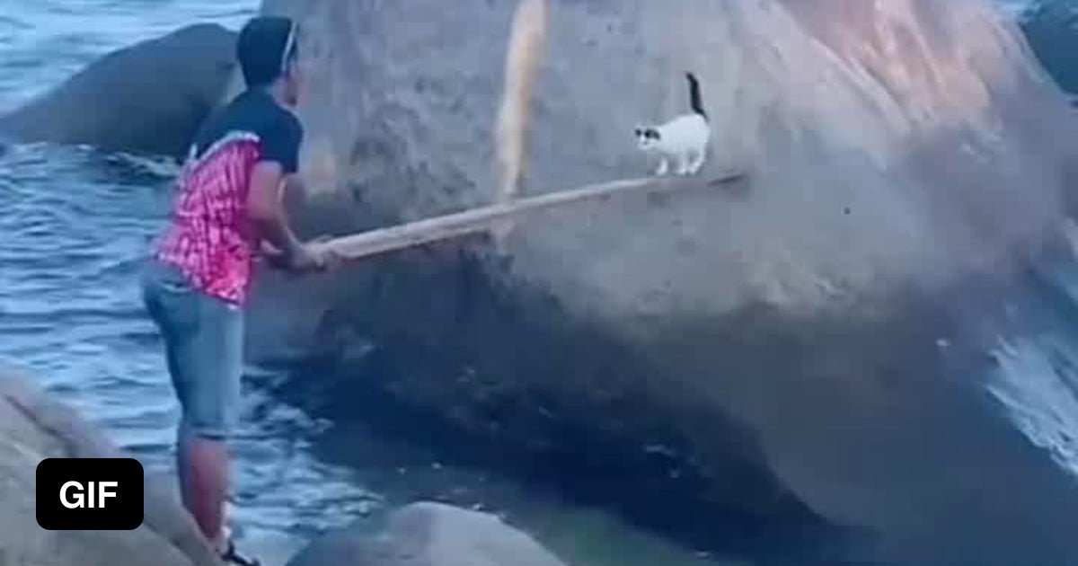 Poor cat made to walk the plank and brought back to its mother - 9GAG