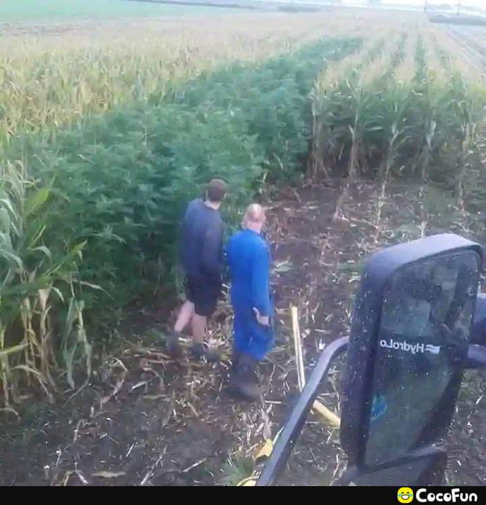 Dad, man can't live on corn alone - 9GAG