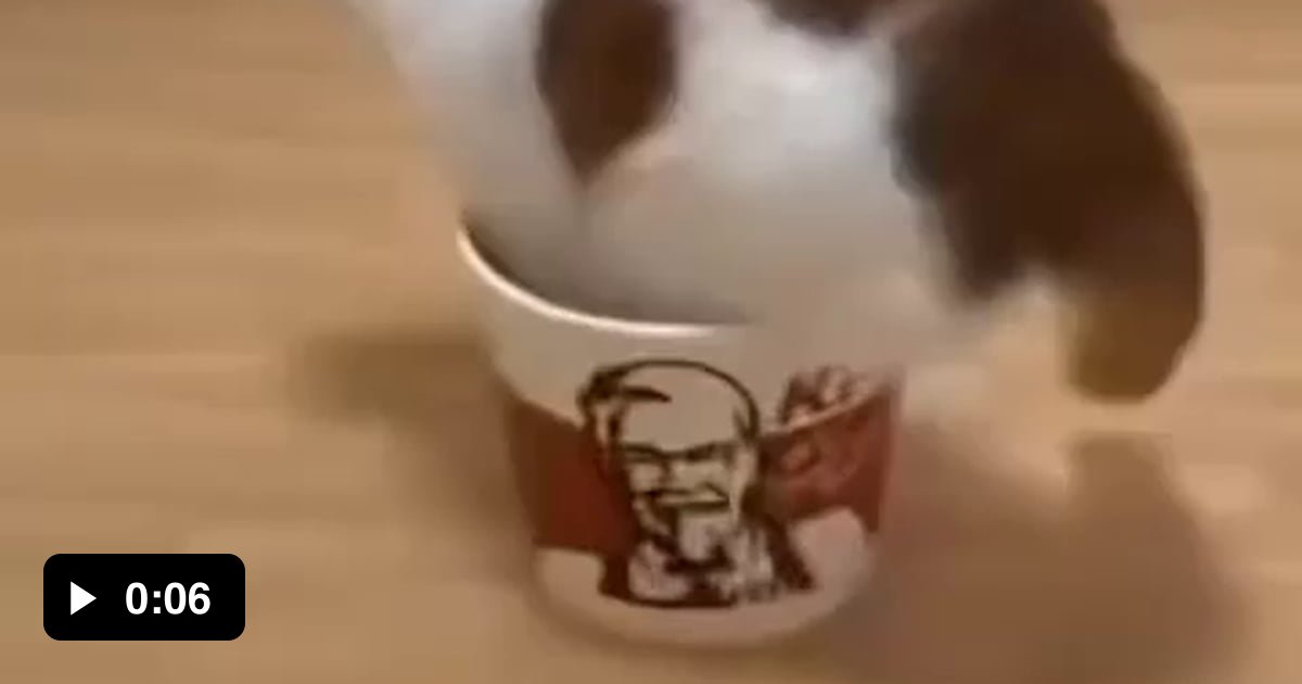Cat and KFC - 9GAG
