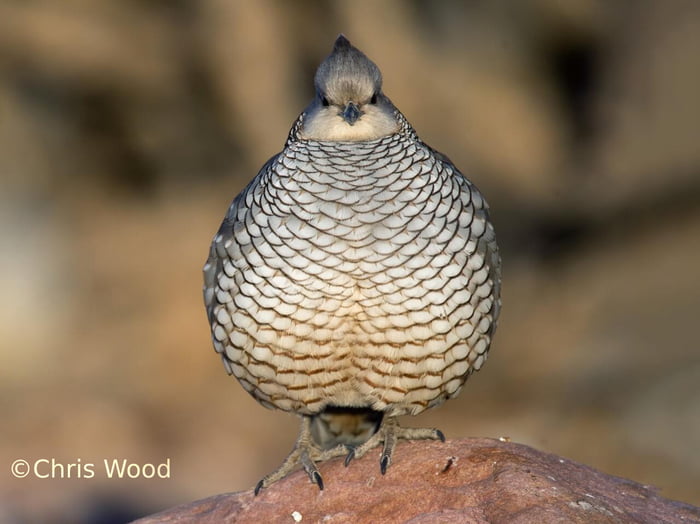 Of a Scaled Quail - 9GAG