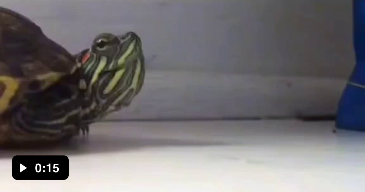 I bet you've seen many things. But have you ever seen a turtle sneezing - 9GAG