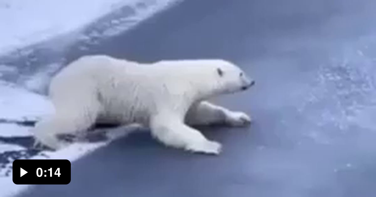 Polar bear crossing thin ice - 9GAG