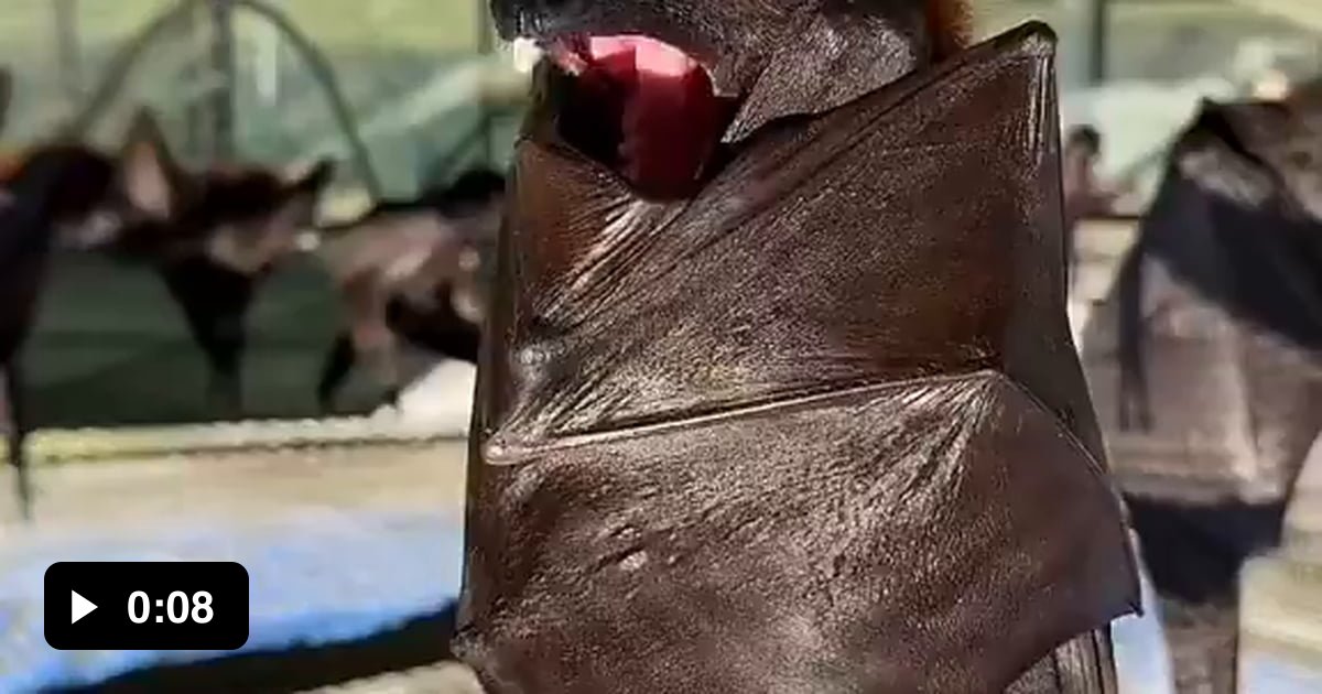 What does the bat sound - 9GAG