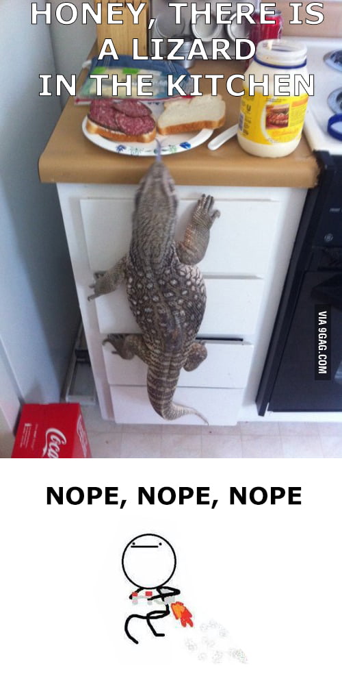 Honey, there is a lizard in the kitchen... - 9GAG