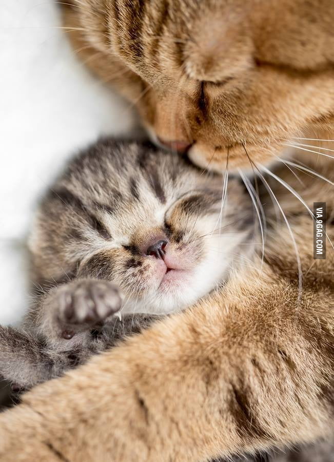 So I heard you like cats. Hmmmmm. - 9GAG