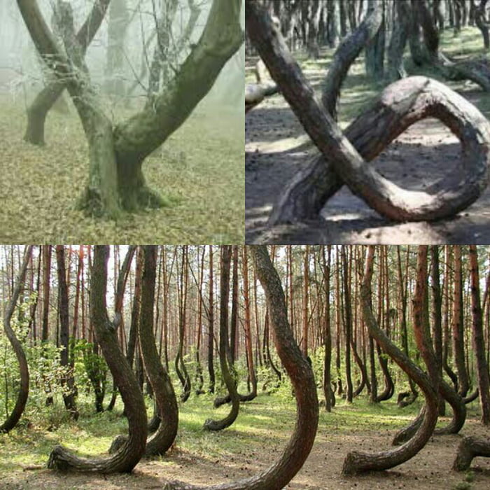 Hoia Baciu forest. One of the most haunted forests in the world - 9GAG