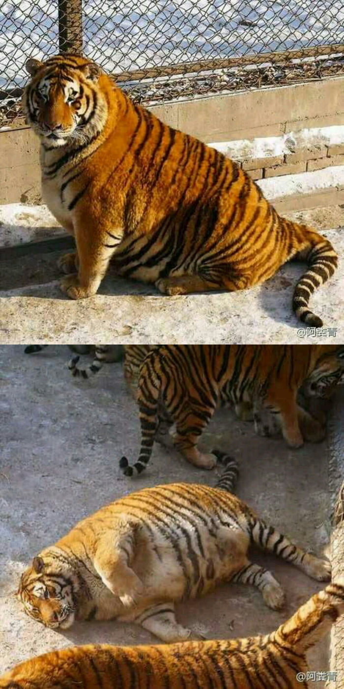 In case you've never seen, here's a photo of a fat tiger - 9GAG