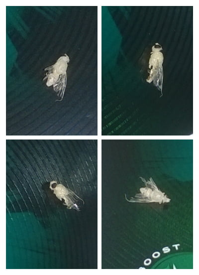 A f**king "albino" fly?!?! - 9GAG