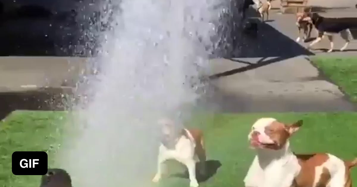 B*tches and hose - 9GAG