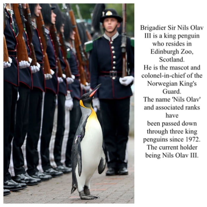 Nils Olav III - 9GAG