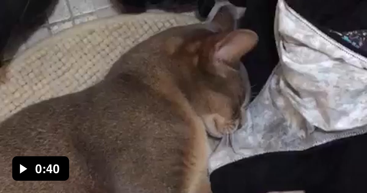 Cat is a panty sniffing pervert. Just can’t resist that ‘Catch of the Day” scent! - 9GAG