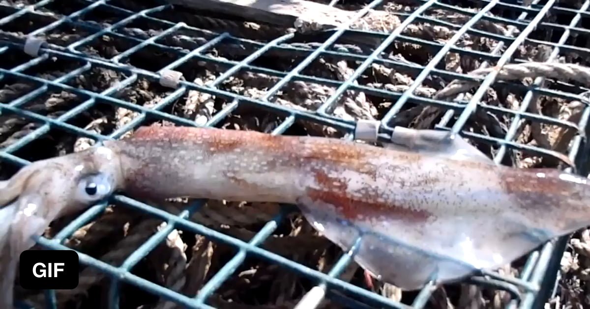 How tf does squid skin work - 9GAG