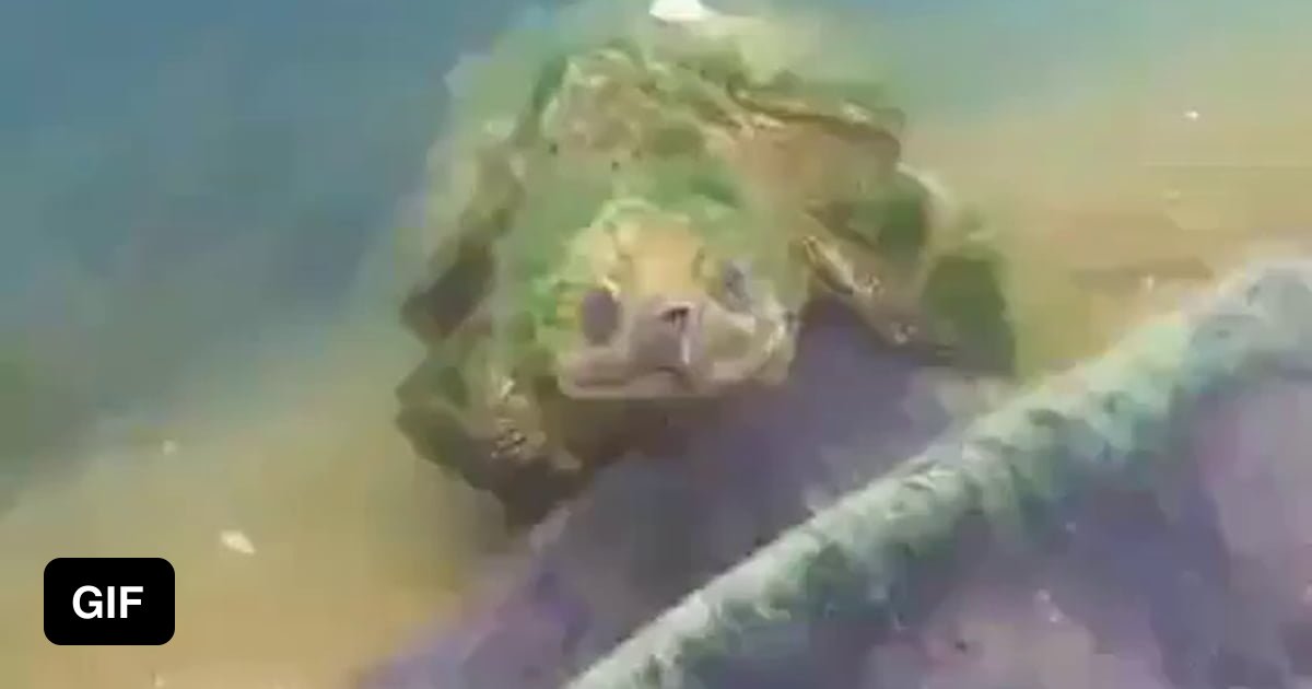 90 year old Snapping Turtle - 9GAG